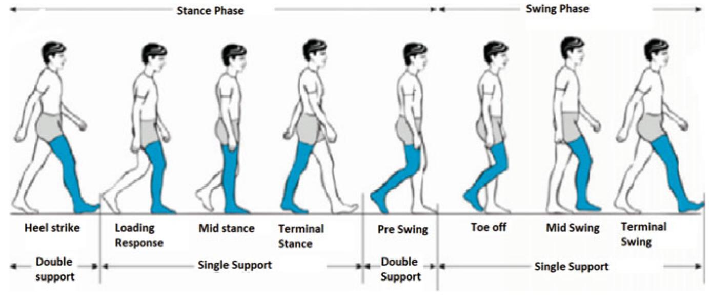 Stance and swing phases [5] 3.1 walking simulation the gait