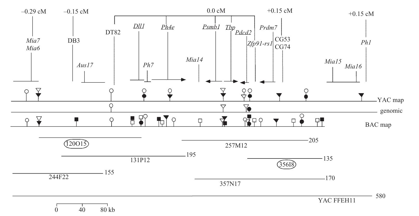 Maps of the hst1 region. the genetic distances proximal