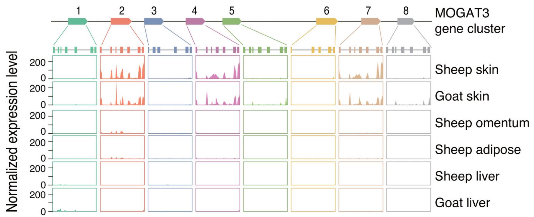 Proposed sheep skin lipid metabolic pathways and the