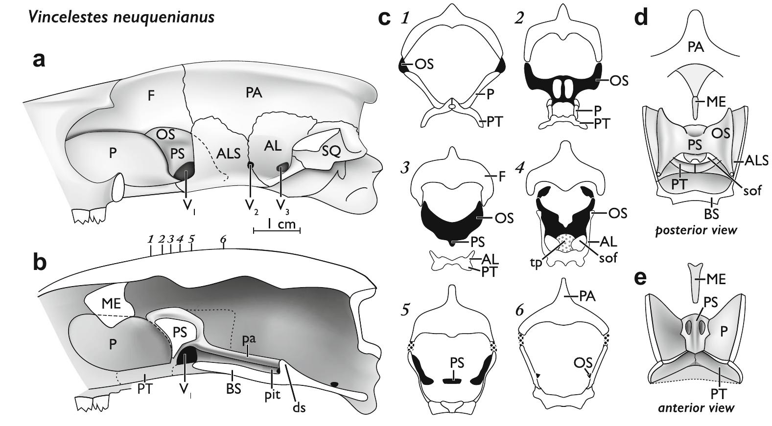 The posterior surface of the presphenoid and the dorsal