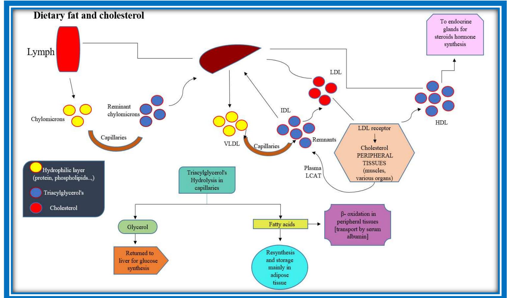 (PDF) Comprehensive Review of Hyperlipidemia: Pathophysiology ...