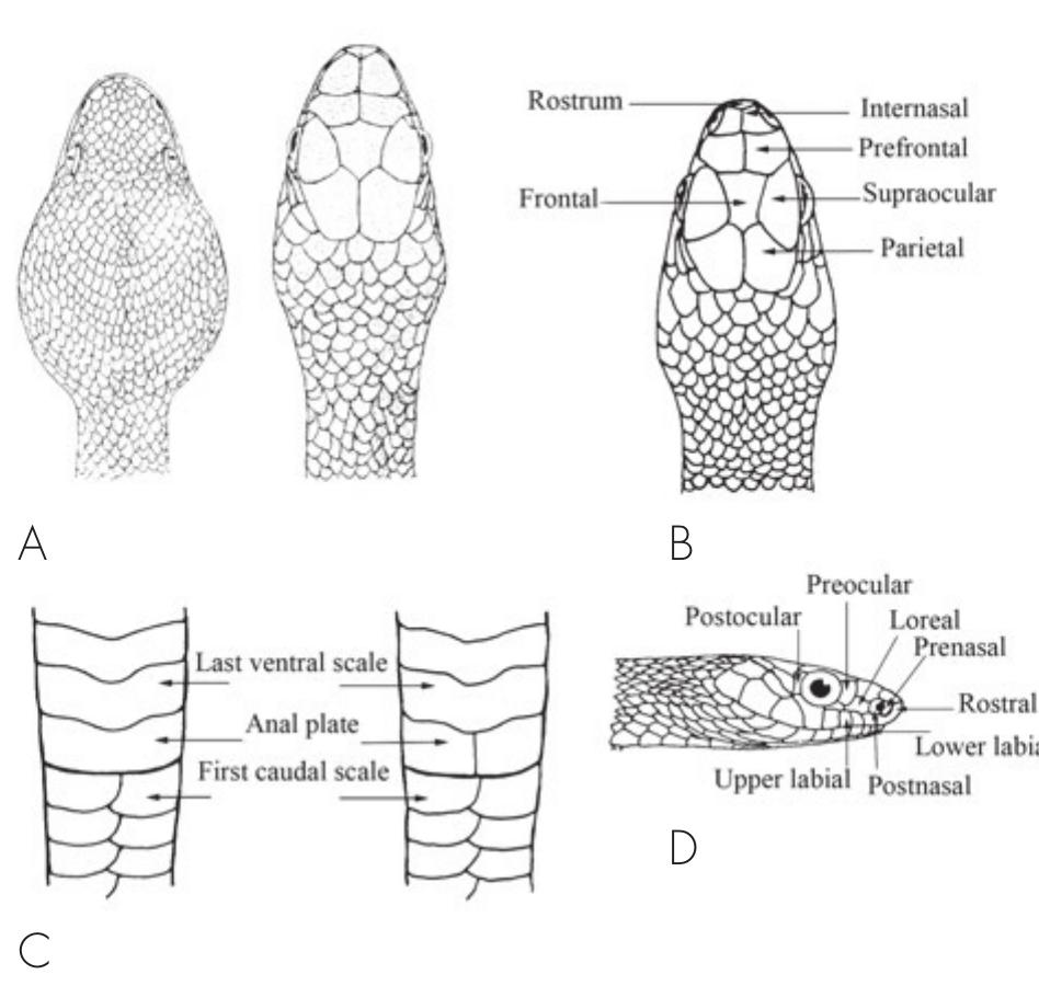 Scale arrangements and types used in snake classifica- tion.