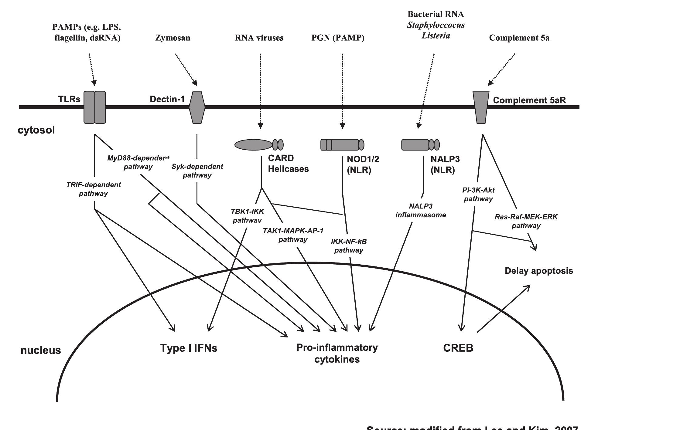 Molecular mechanism of innate immunity in mammals: from