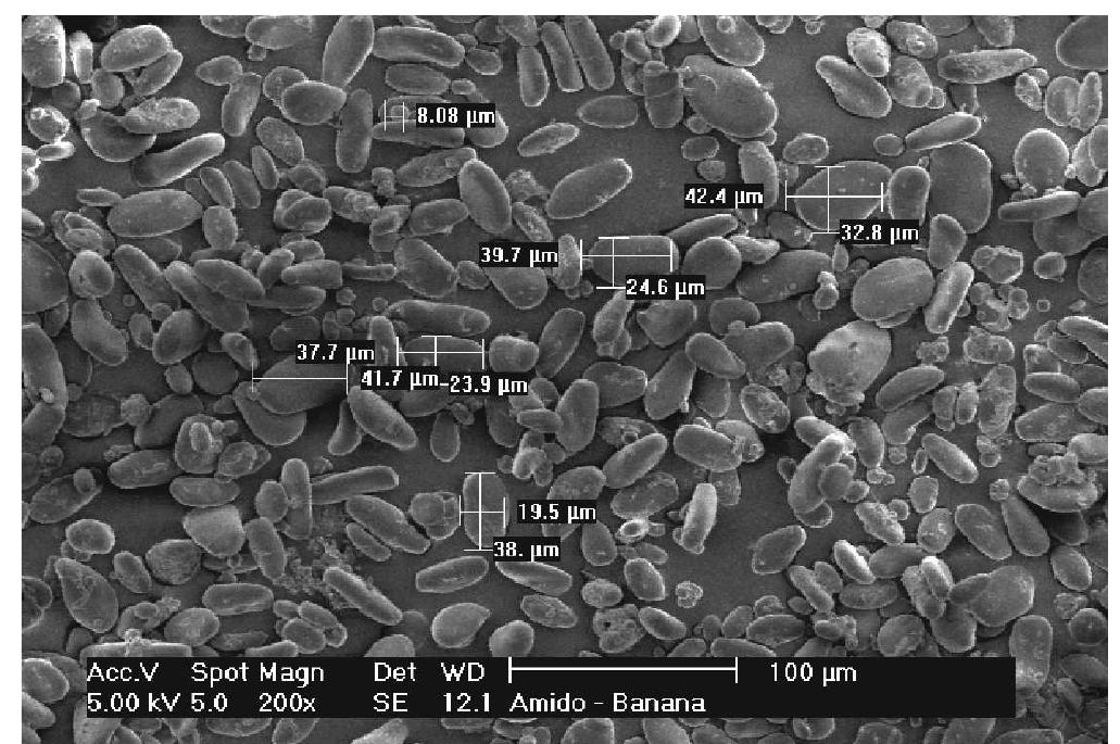 Scanning electron microscopy of banana starch. figure 1.