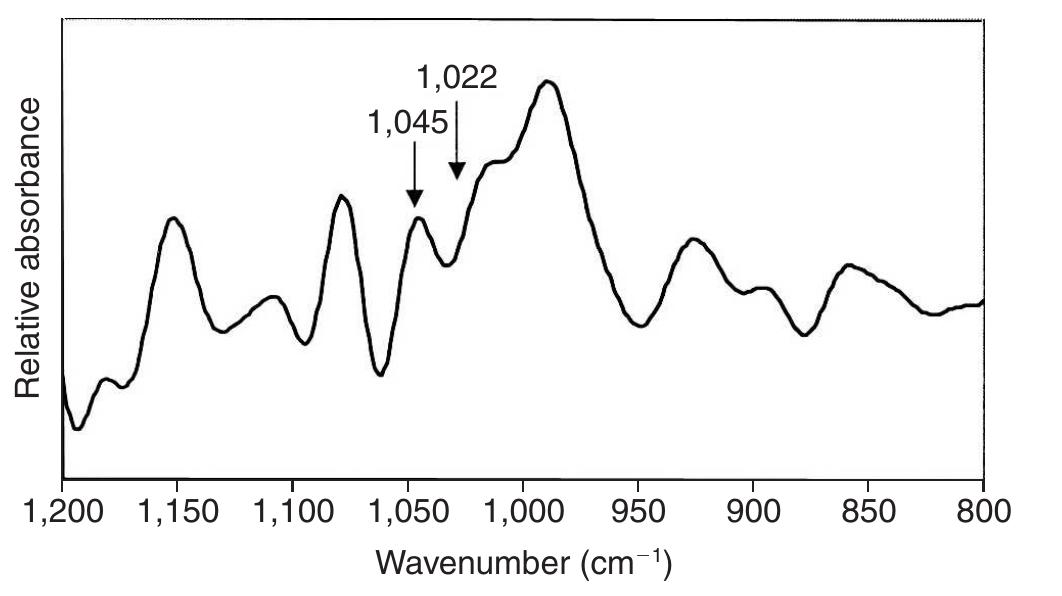 Figure 4 - from Morphological and Molecular Studies of