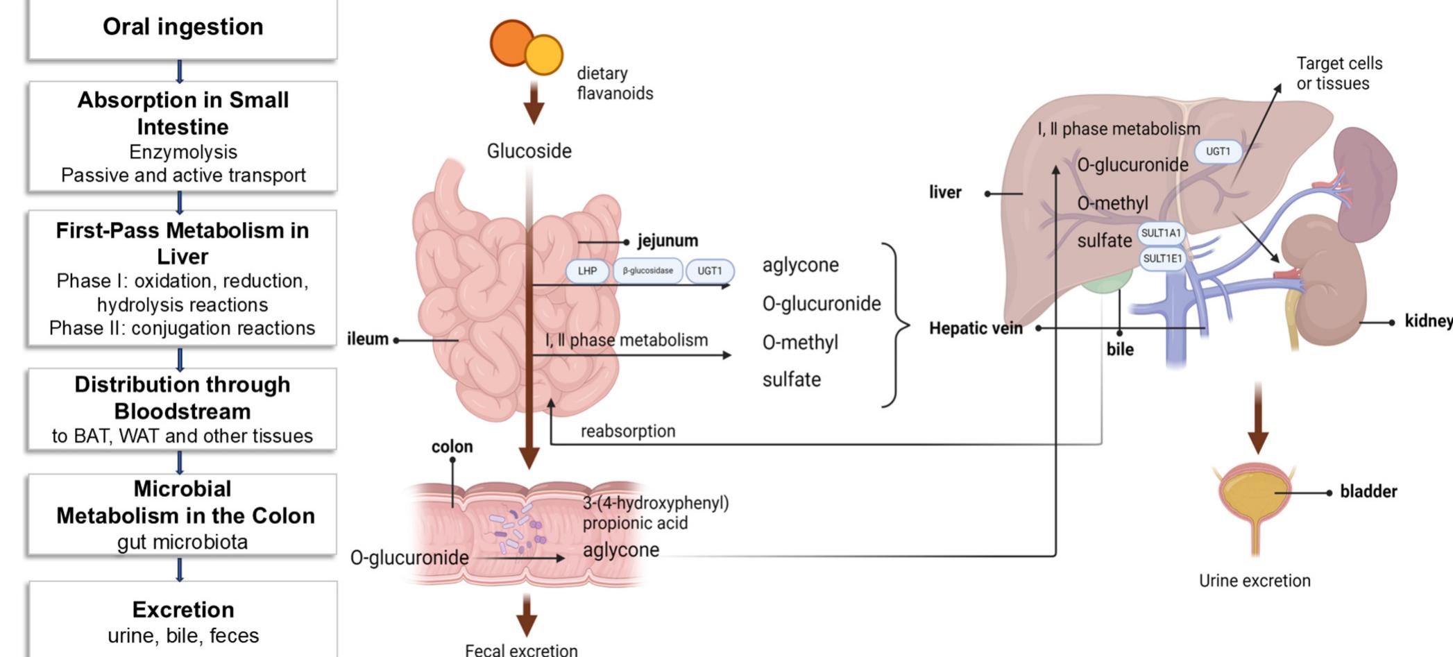 Metabolism pattern of dietary flavonoids in the human body.