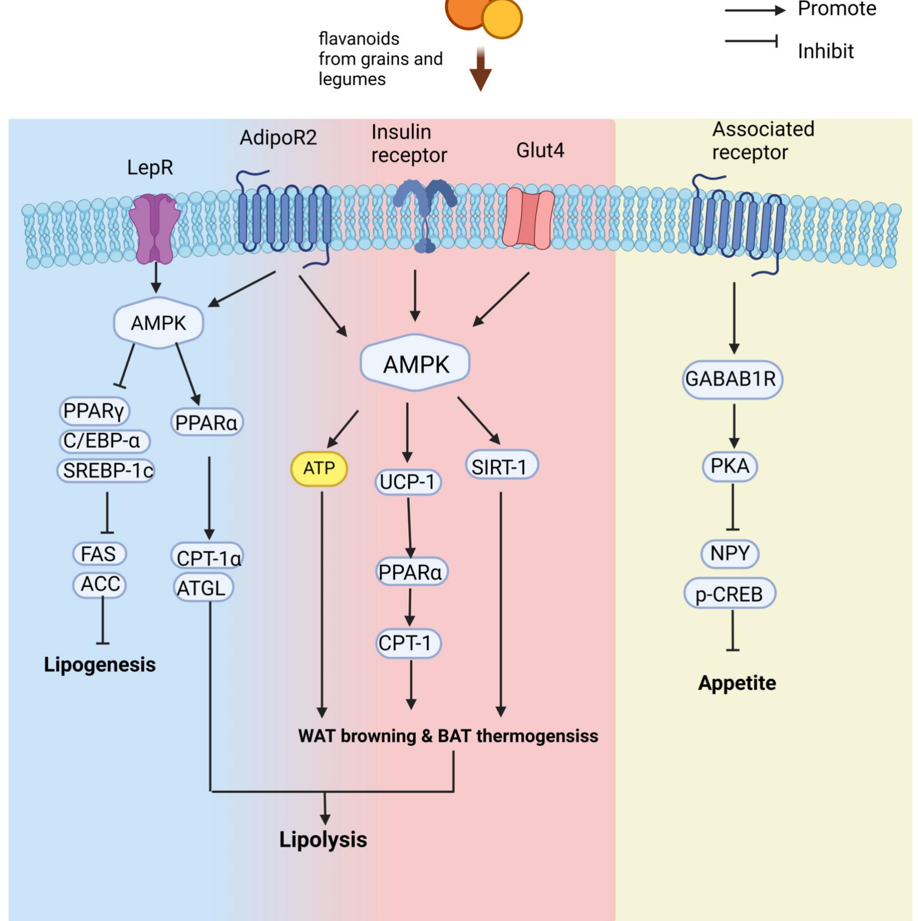The summary of ampk signaling pathways and the regulation of