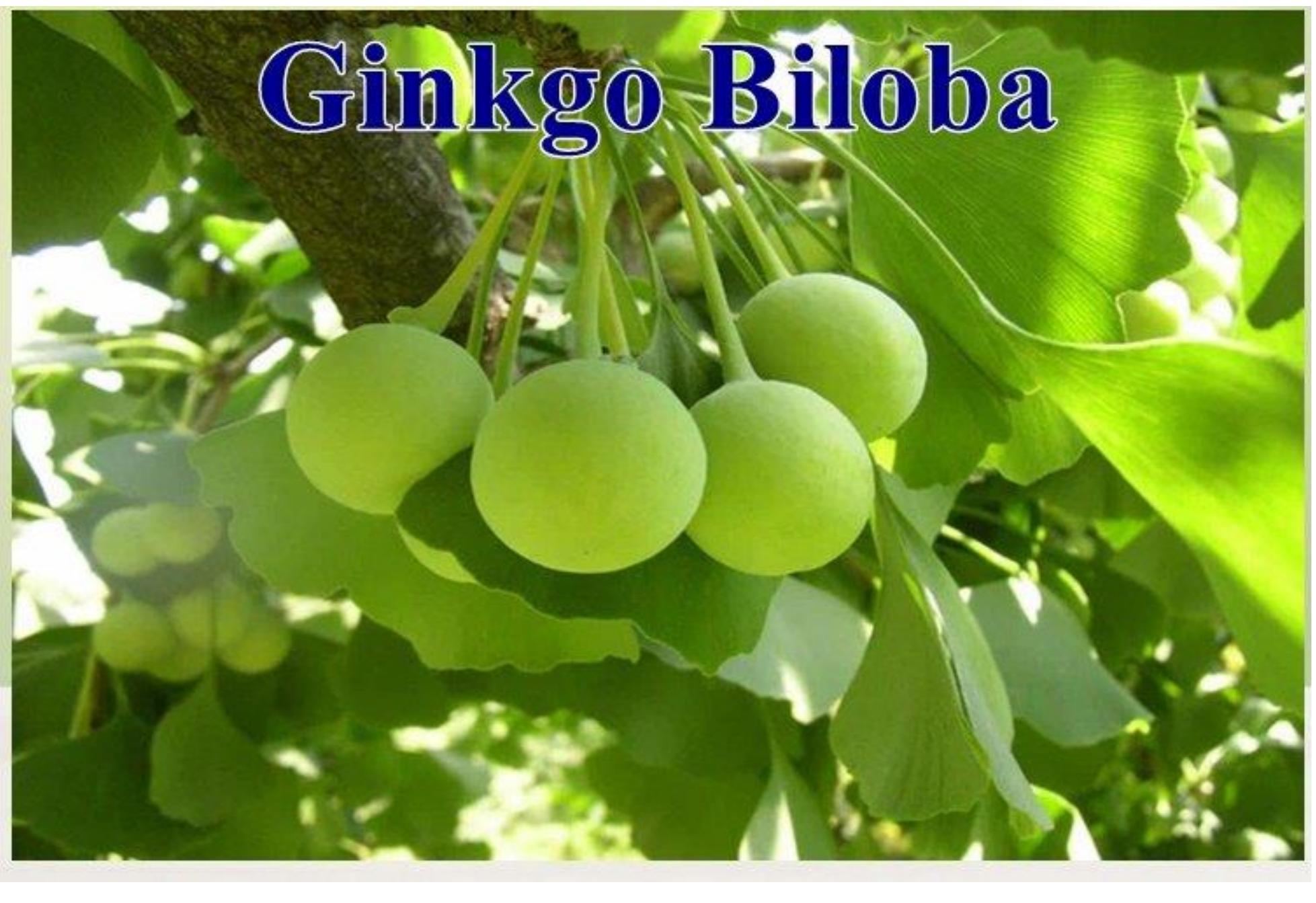 Ginkgo biloba, one of the most ancient plant species, has a