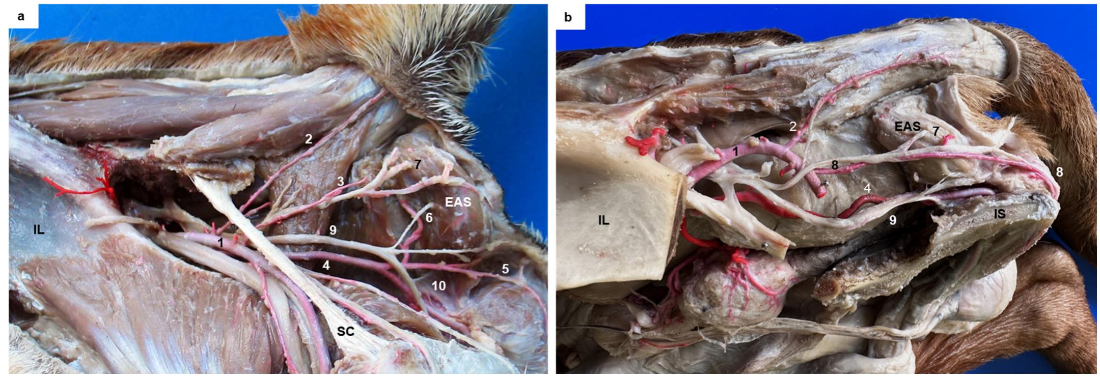 (a) lateral view of the ischiorectal fossa of a dog