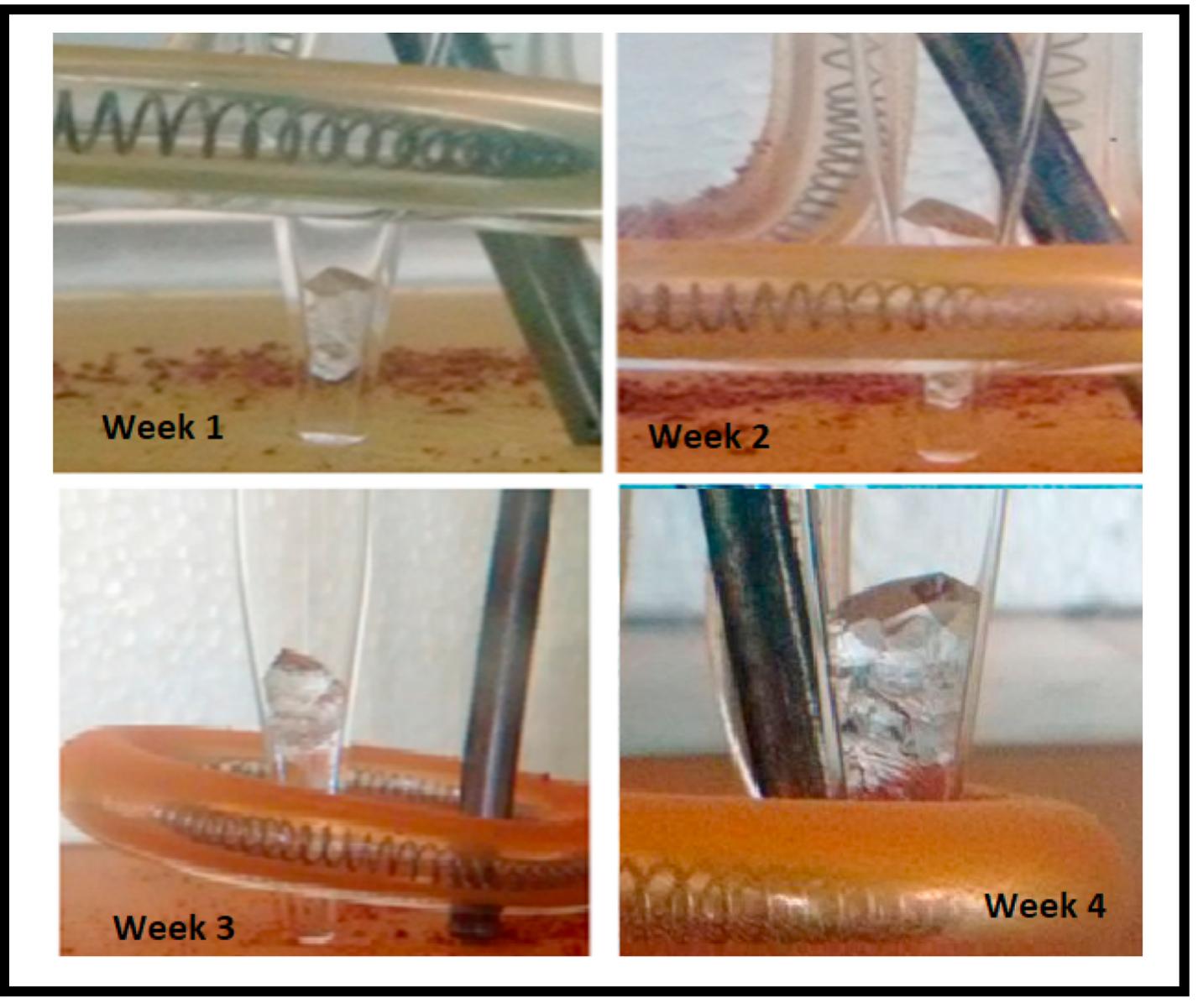 Week by week growing single crystals by sr method.