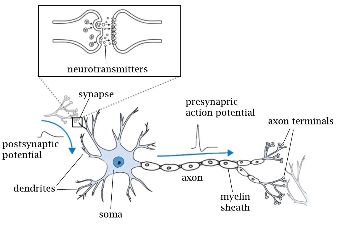 A typical structure of a biological neuron and synapse.