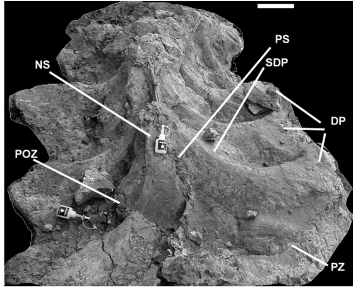 ‘ig.14- futalognkosaurus dukei; anterior dorsals in anterior