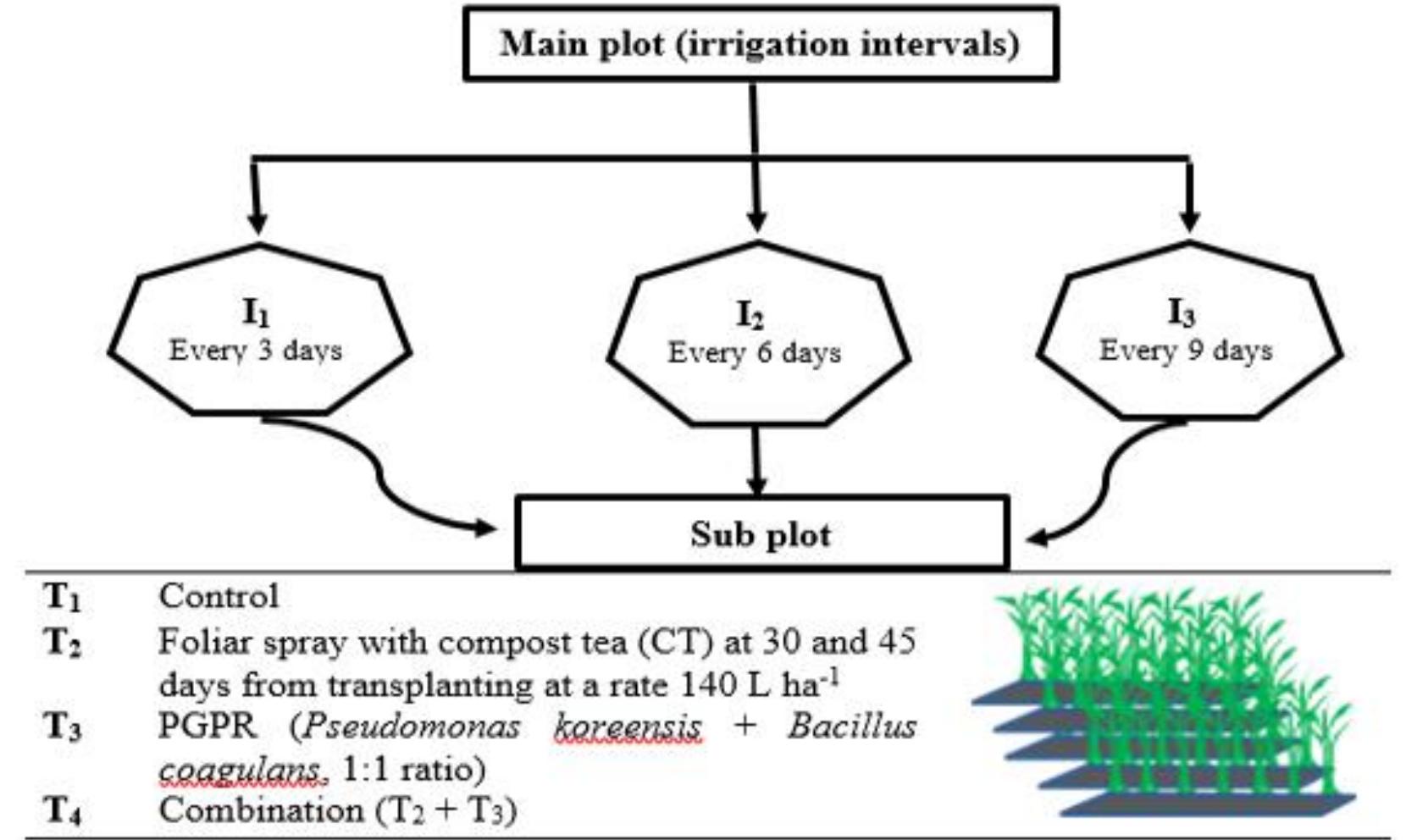 Experimental layout (3 x 4), 3 treatments for main plot