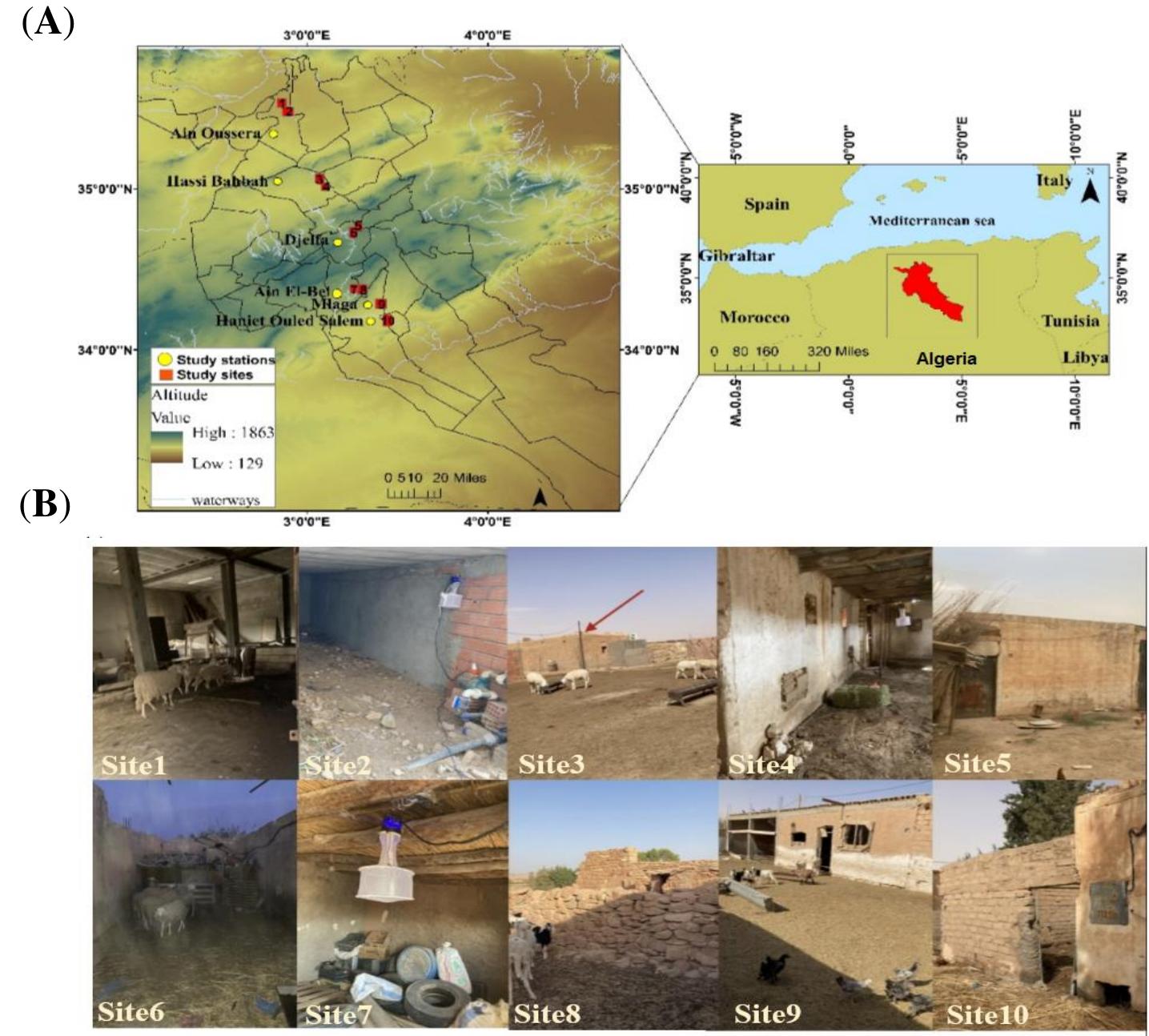 (a) map showing the geographical position of the djelfa