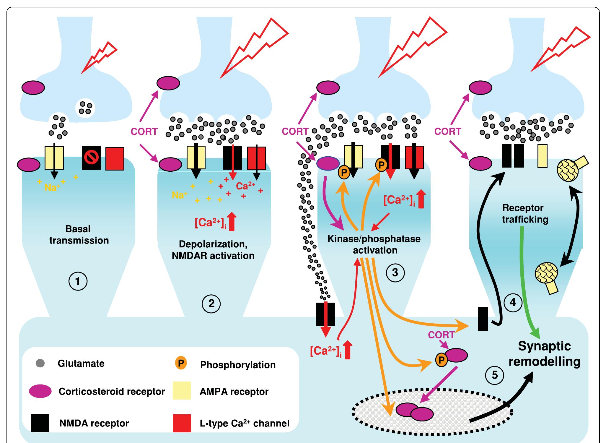 Working model of sequential corticosteroid influences on