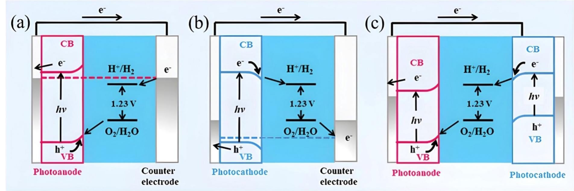 Schematic representation of typical pec cells (reproduced