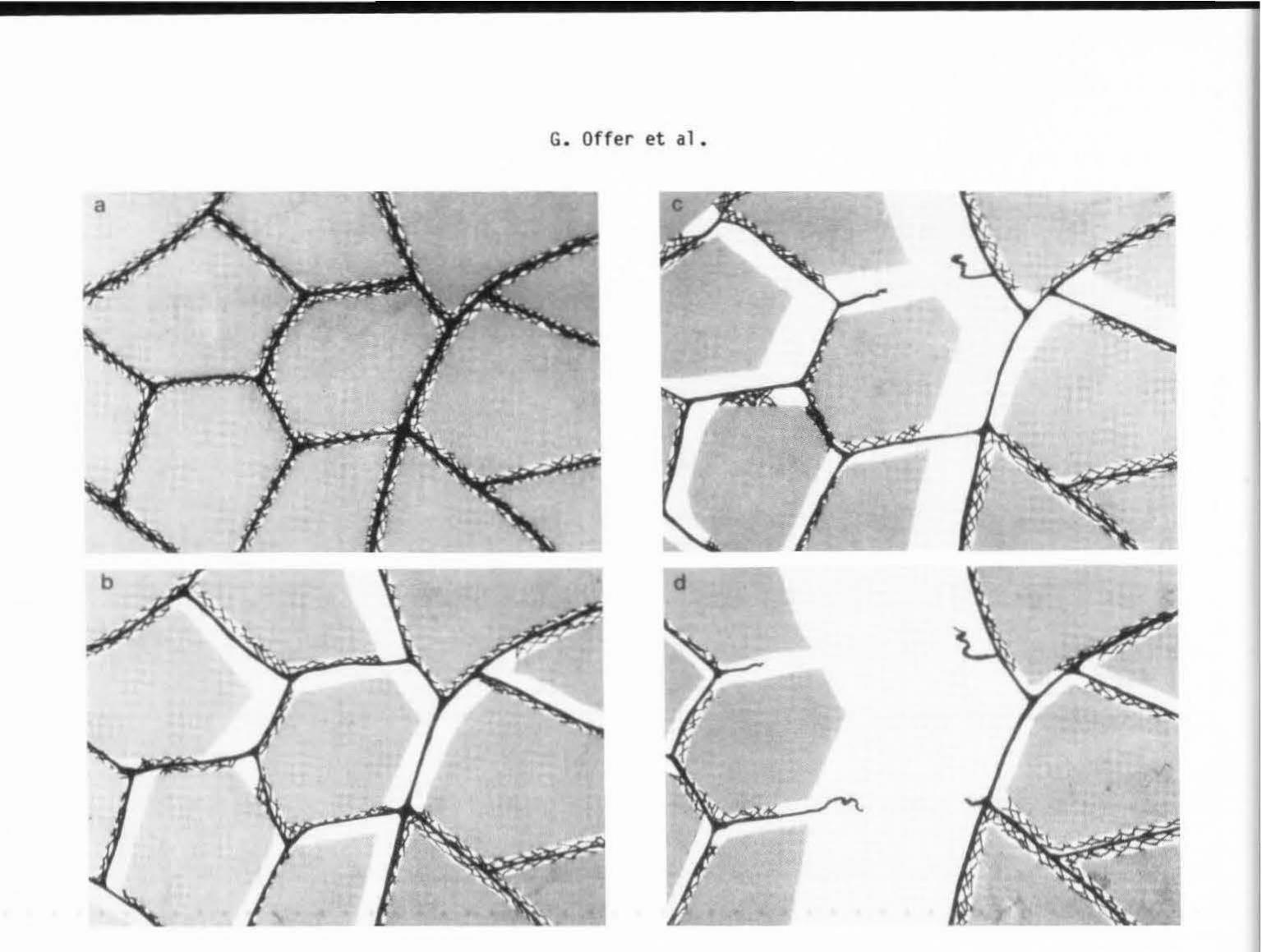 Figure 7 - from The Structural Basis of the Water-Holding,