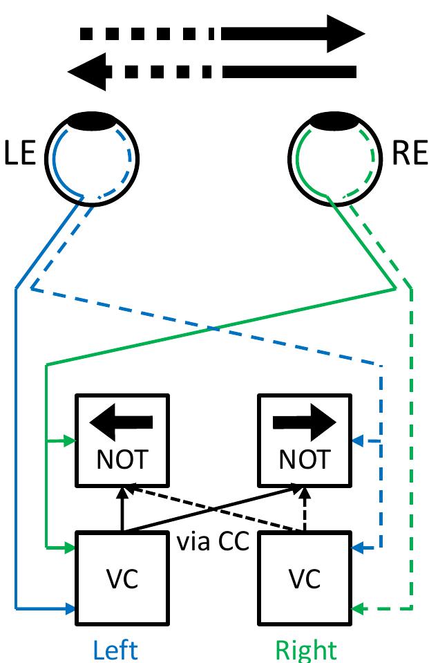 The neural pathway mediating okn. boxes with arrows indicate
