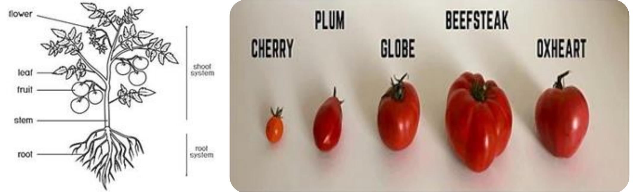 Tomato plant and morphology of fruits of few tomato