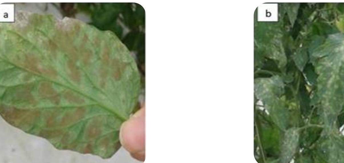 (a) olive-green masses of conidia are formed on the abaxial