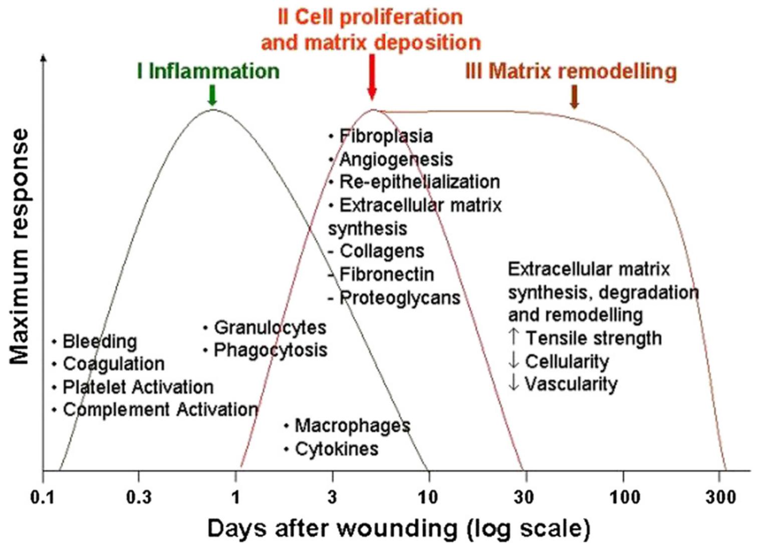 Time scale of the 4 phases of healing and the many processes