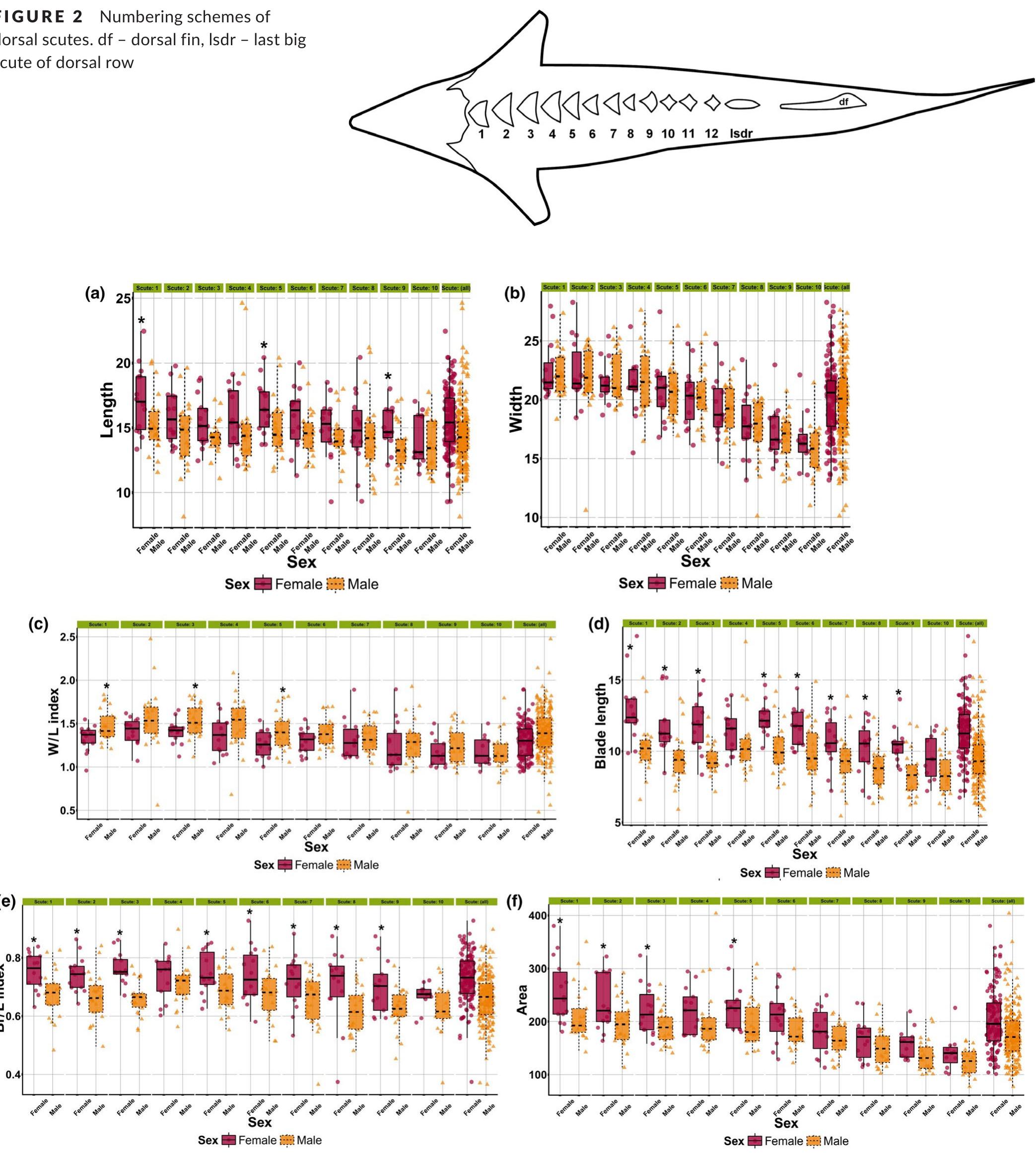 Statistical Sex Morphological Differences Between Length