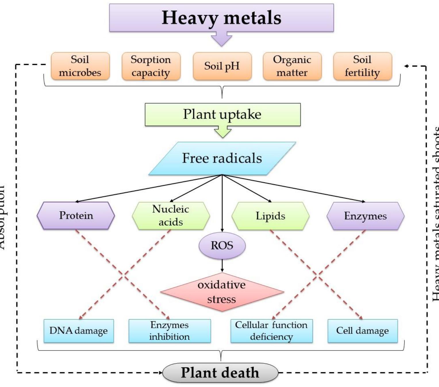 Mechanism of action and pathway of heavy metals toxicity in