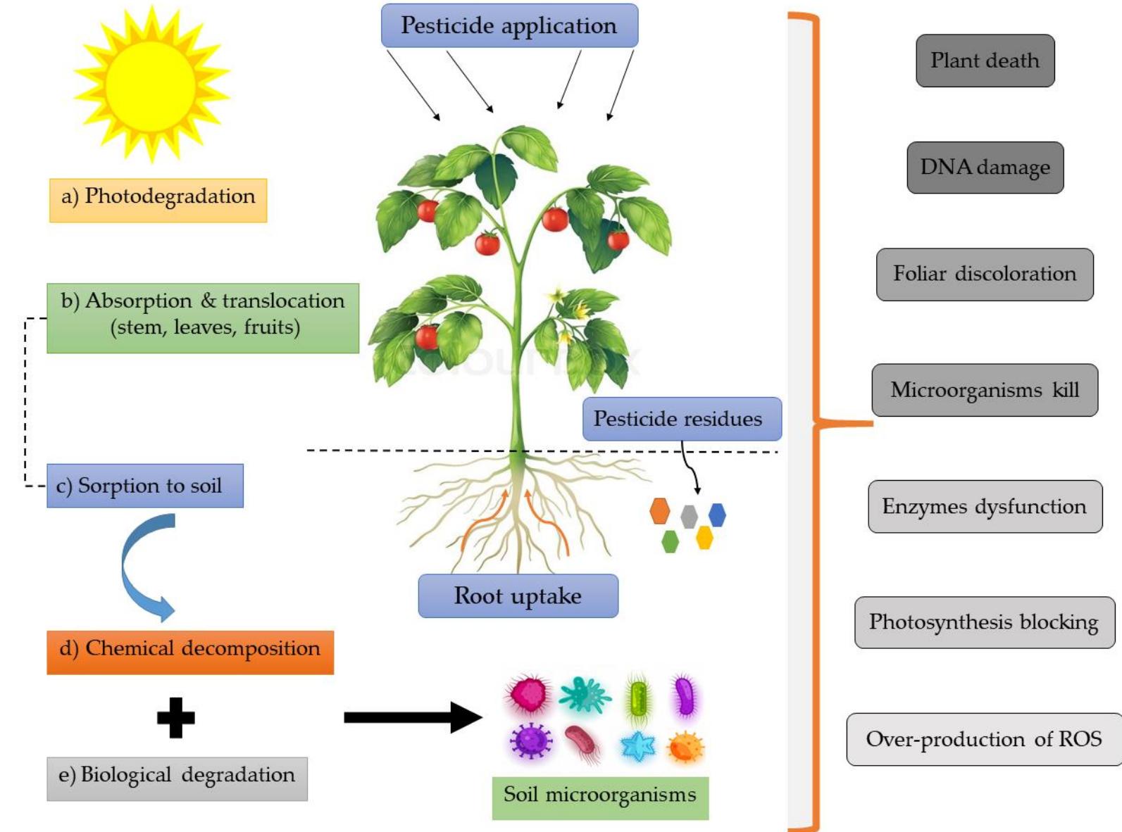 Mechanistic pathway of pesticides toxicity in soil and