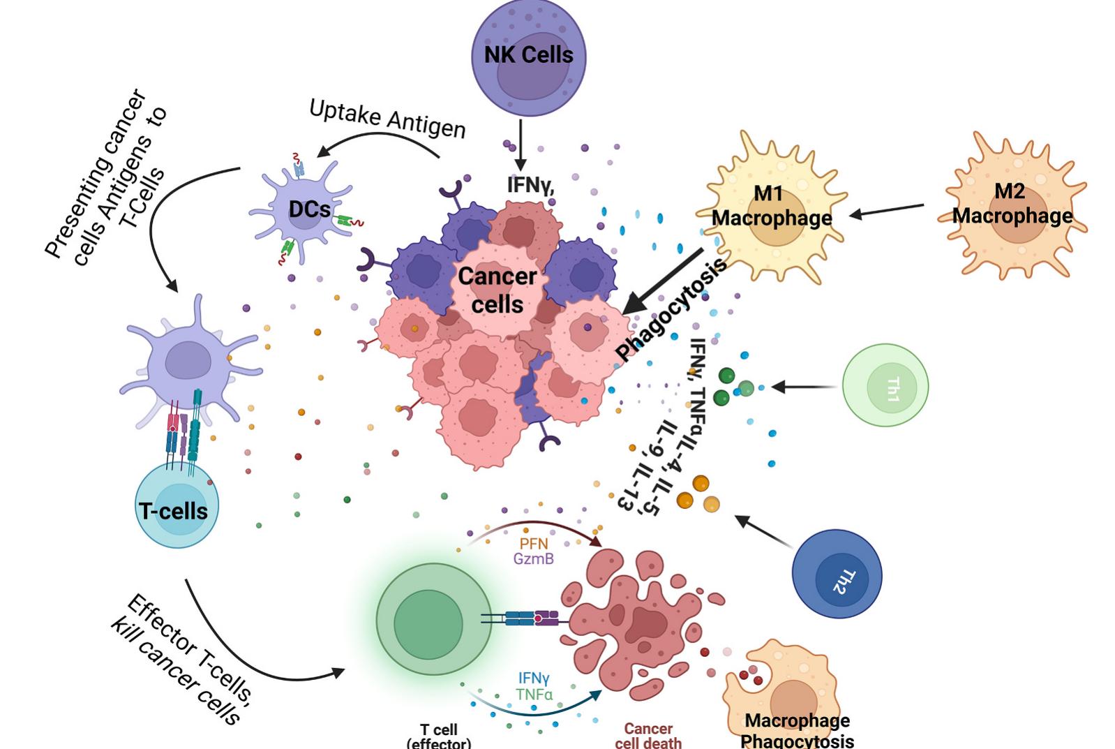 Schematic representation of innate and adaptive immune