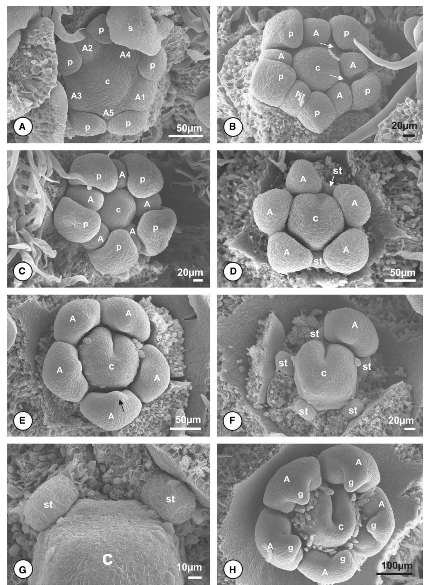 Developmental stages of the androecium of pentaclethra