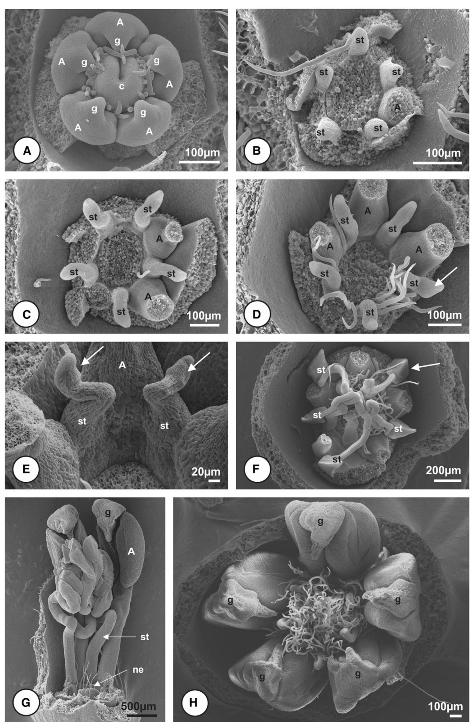 Developmental stages of the androecium of pentaclethra
