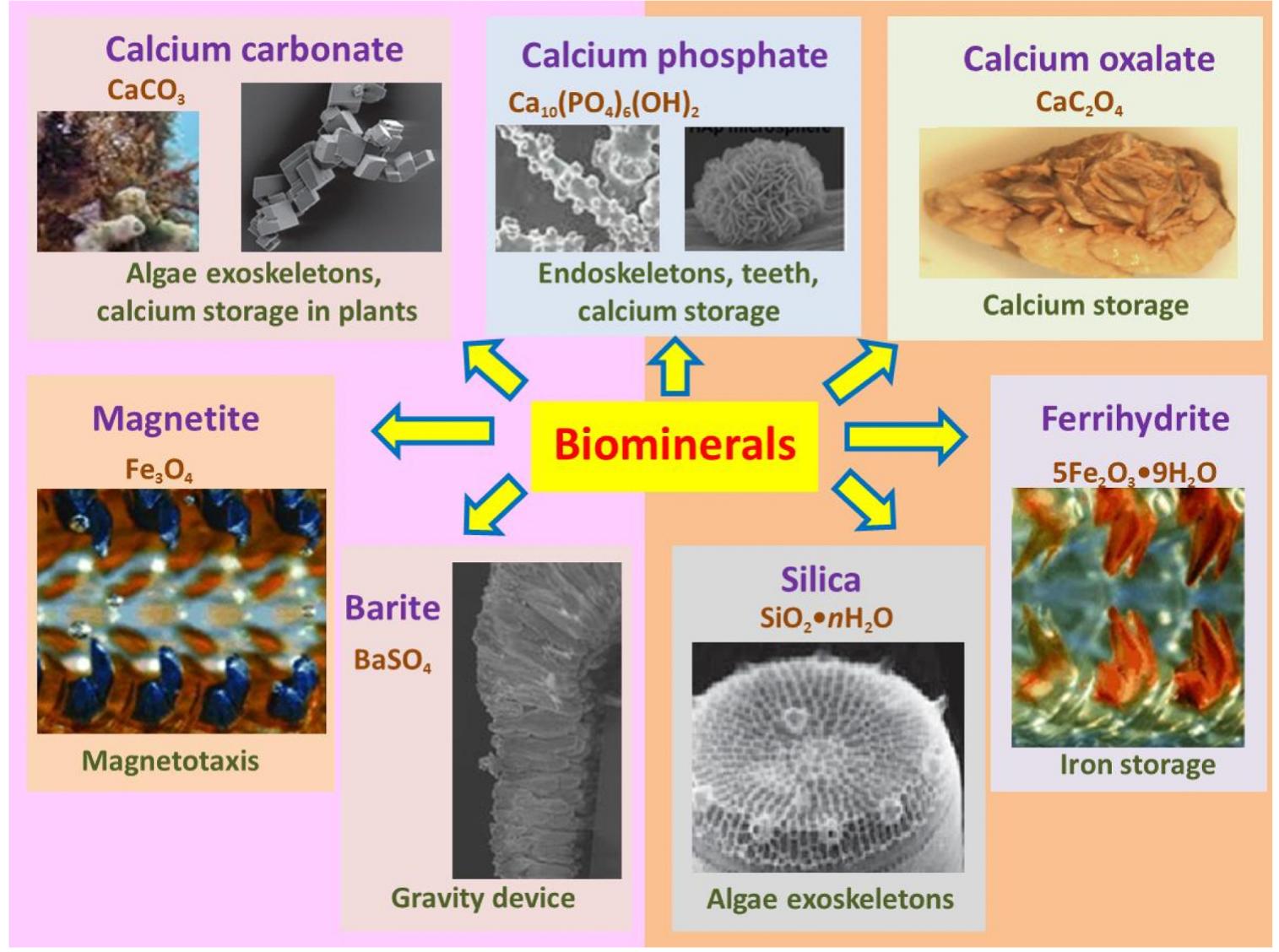 Common minerals and their functions.