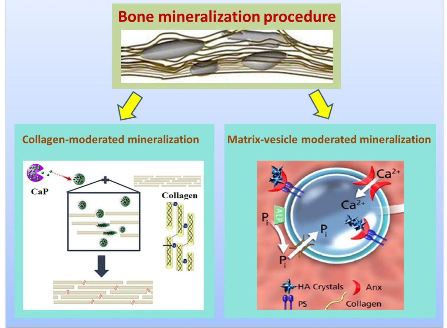 Models for bone mineralization procedure. calcium phosphates