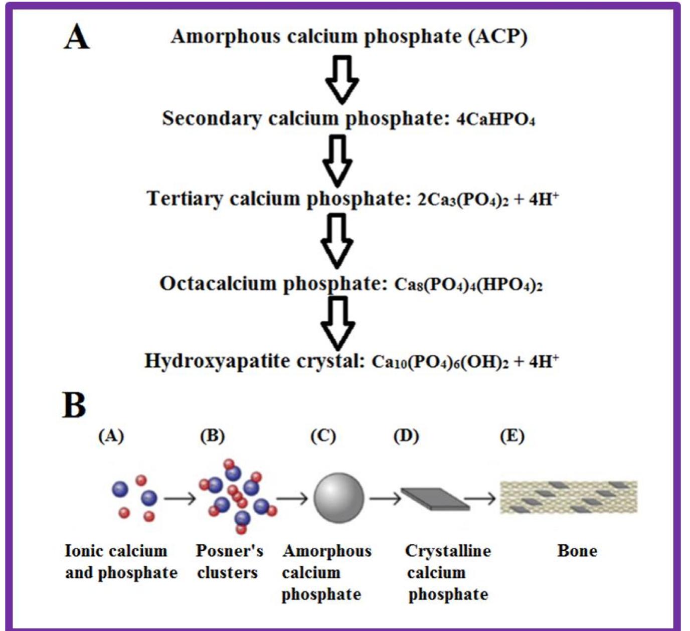A a simplified schematic depiction of sequential phase