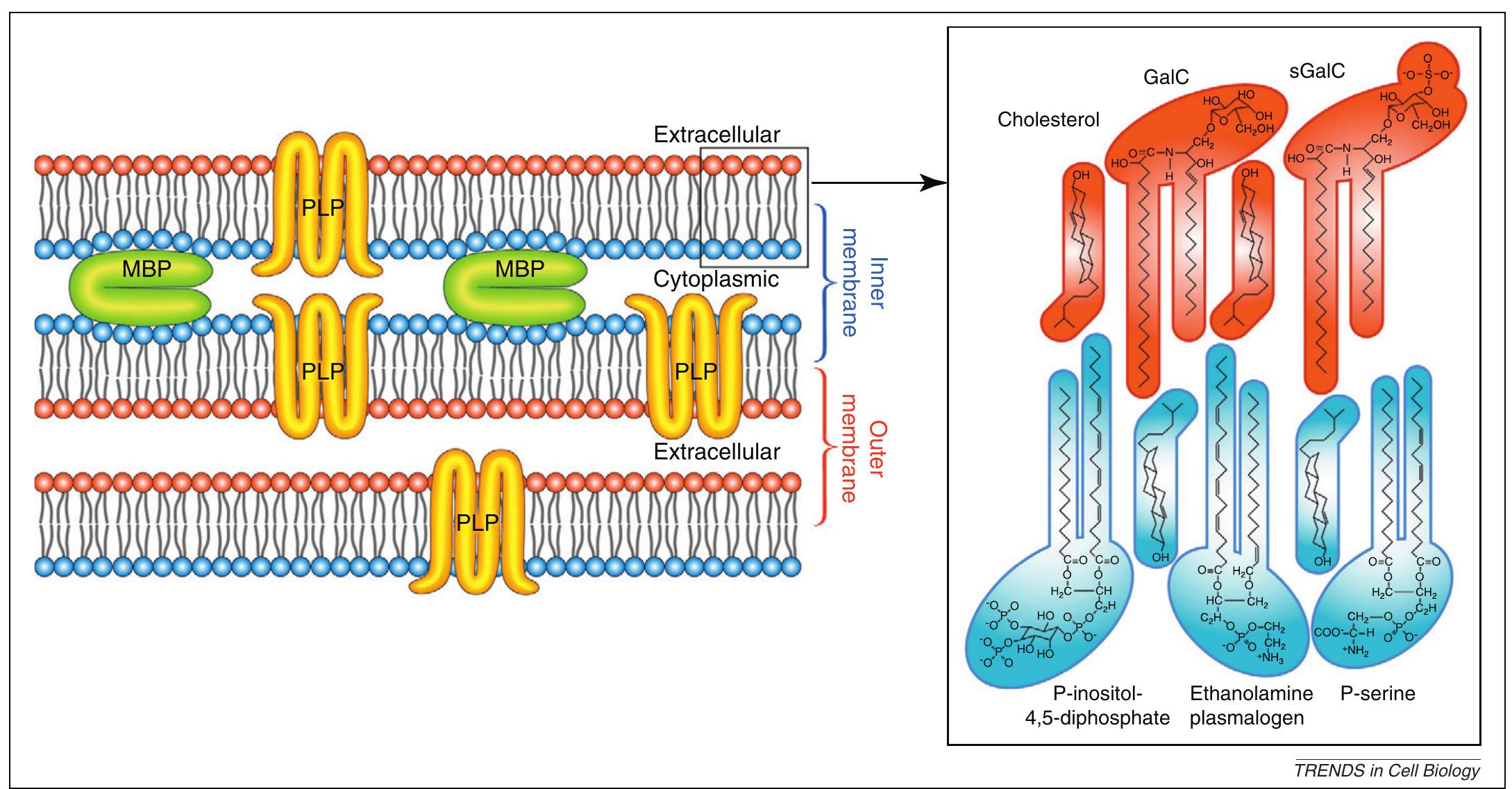 The structure of the myelin sheath. schematic representation