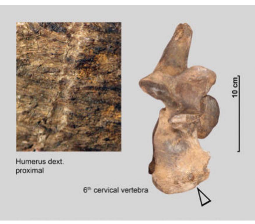 Probable bite marks on the proximal epiphysis of the humerus