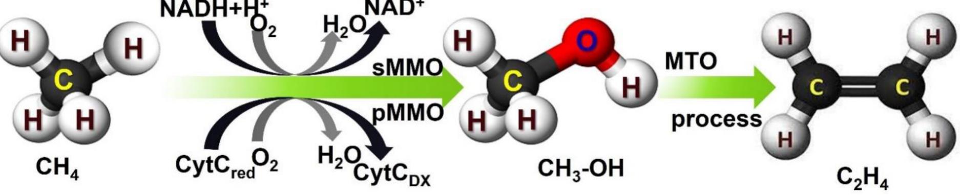 Schematic pathways for microbial methane oxidation into