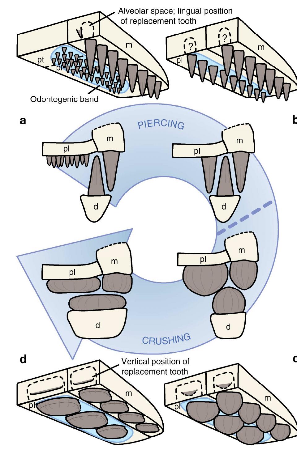 | diagrammatic representation of tooth development of four
