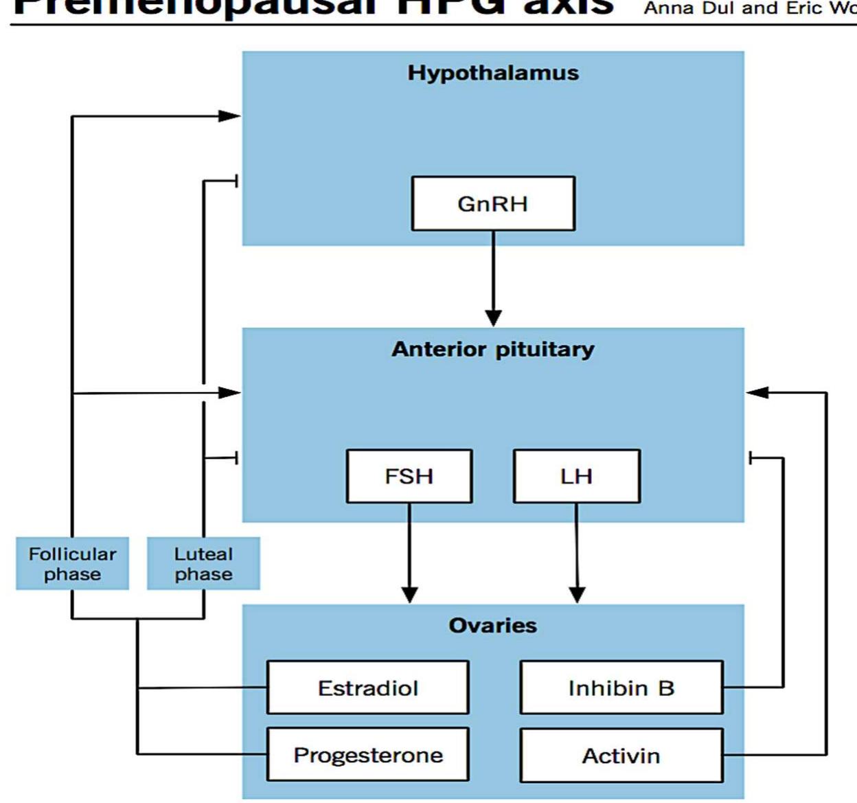 Hypothalamic Pituitary Gonadal Hpg Axis”