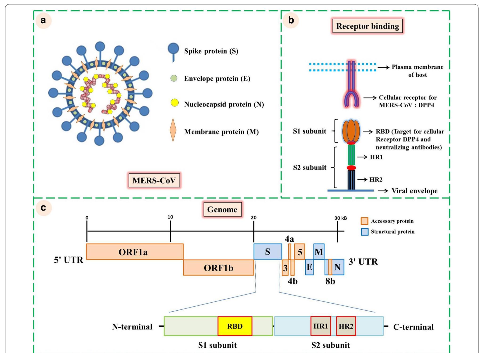 Schematic structures of mers-cov proteins. a structure of