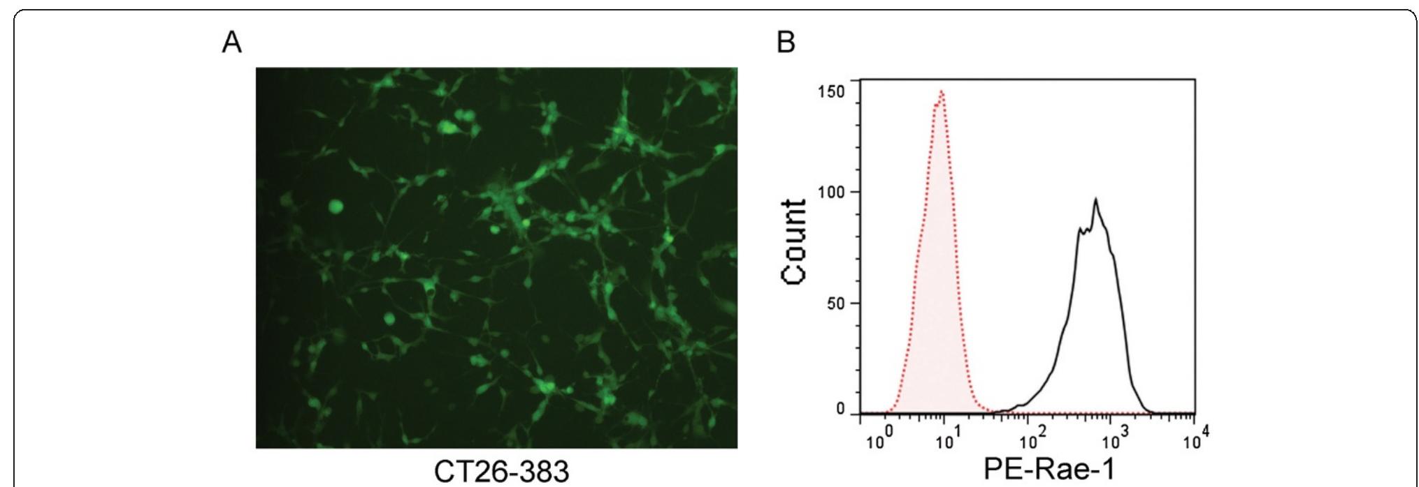 Confirmation of stable transfection of rae-1 into ct26-383