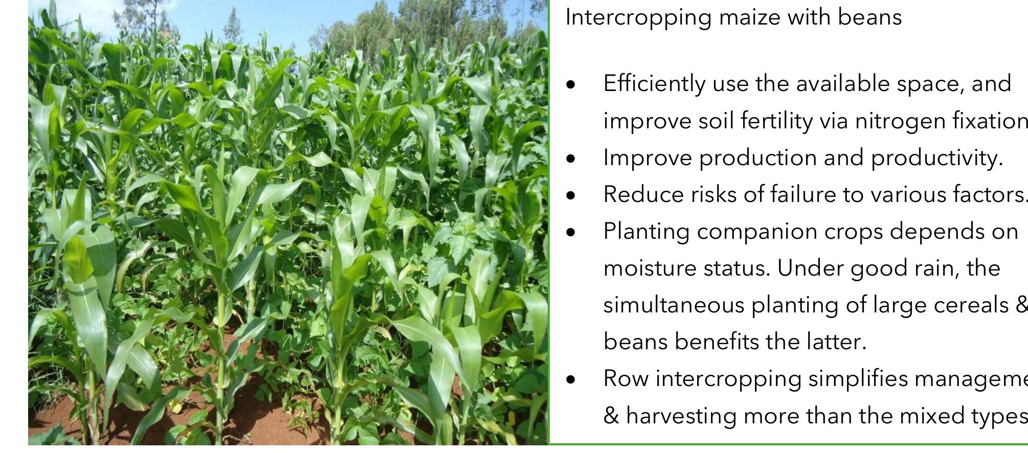 Intercropping of maize with haricot beans. photo: gerba leta