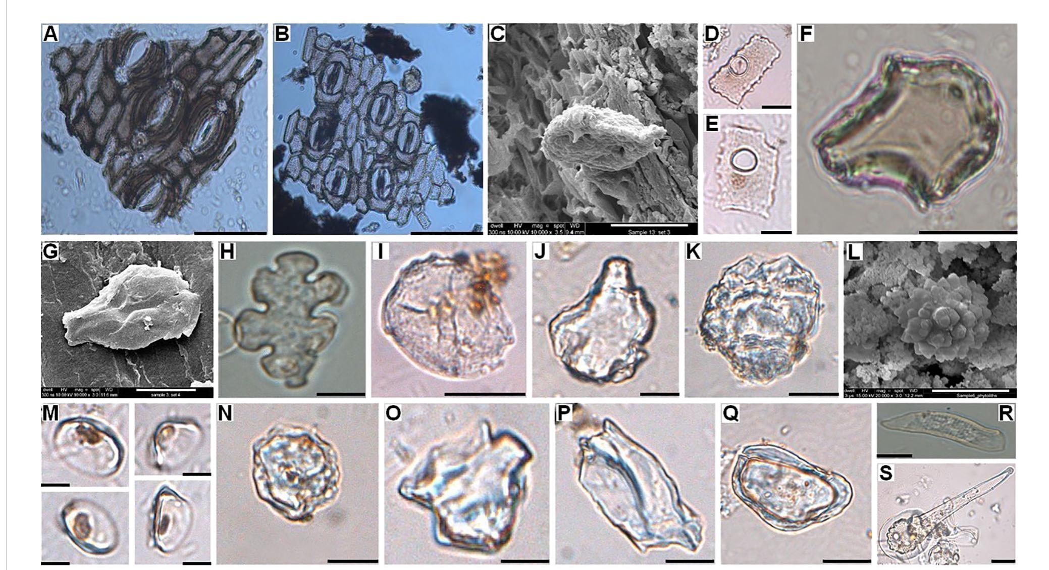 Bright-field light microscope images of (a) epidermal tissue