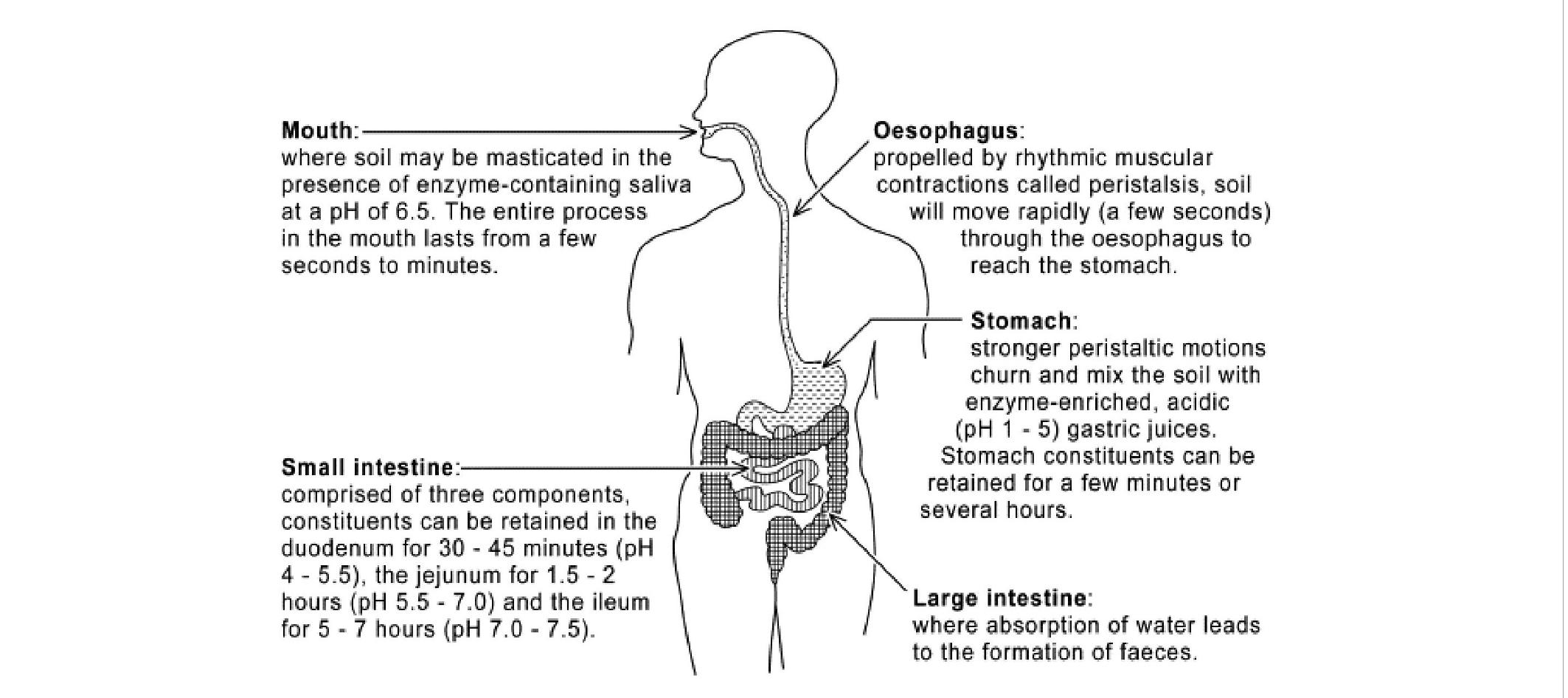 The human digestion system: conversion of soil into