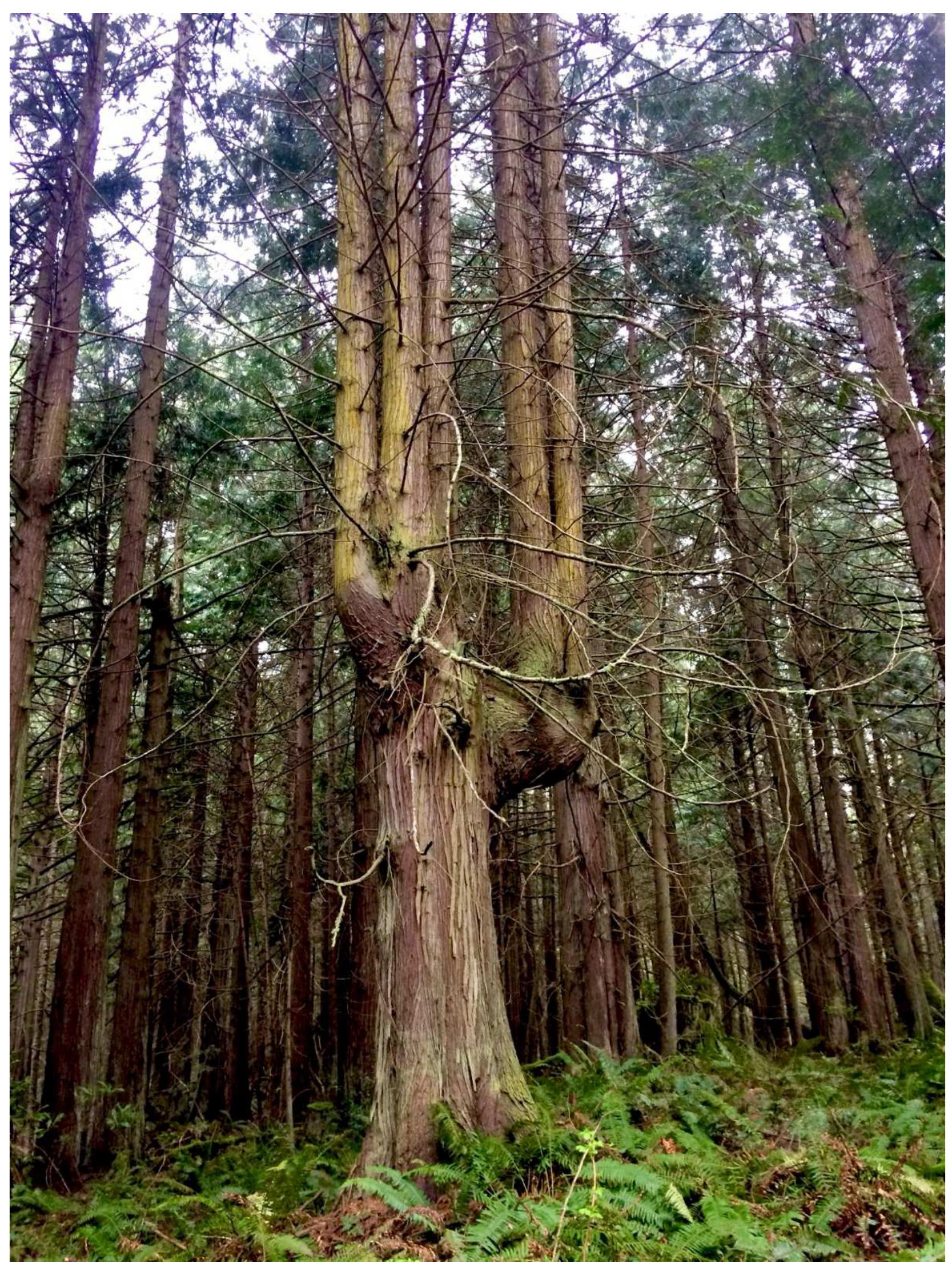 Figure 3 - An Introduction to Culturally Modified Trees