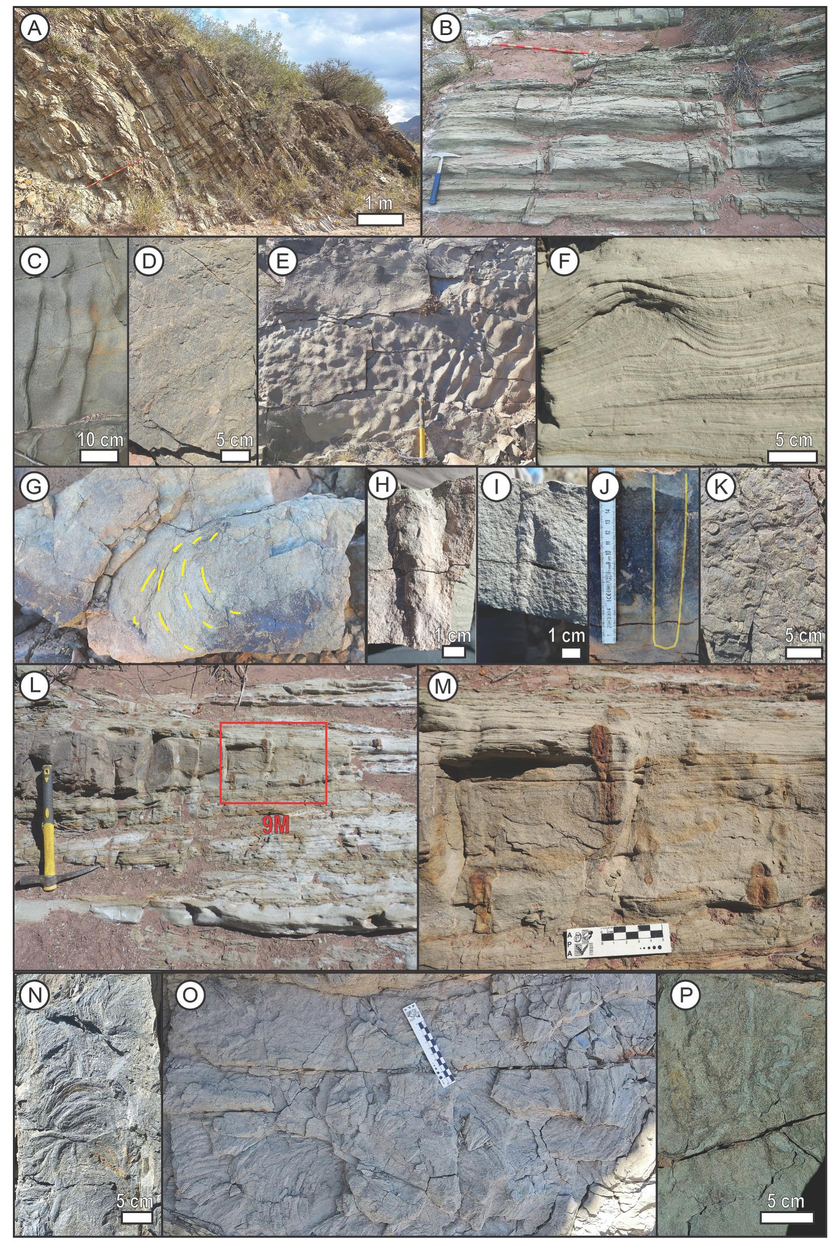 Selected photographs of facies e. a-m: subfacies e1: a)