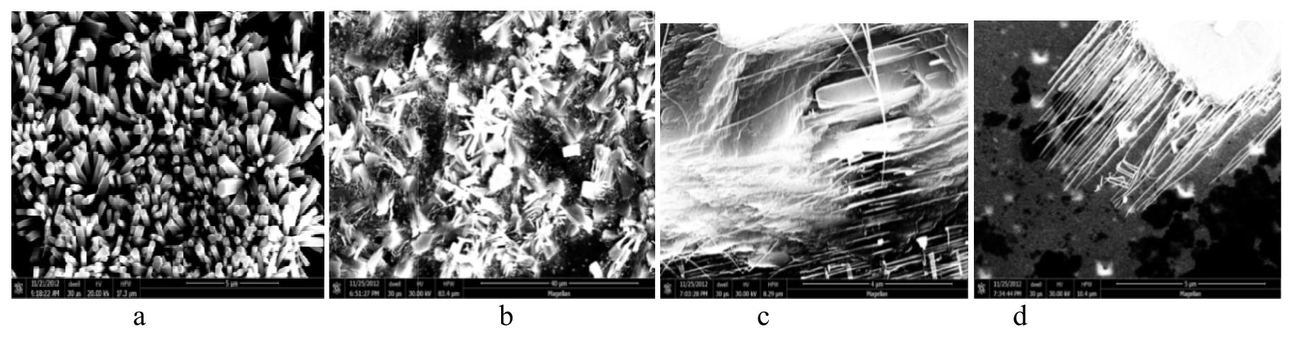 - sem images for zno nanorods morphology fabricated at