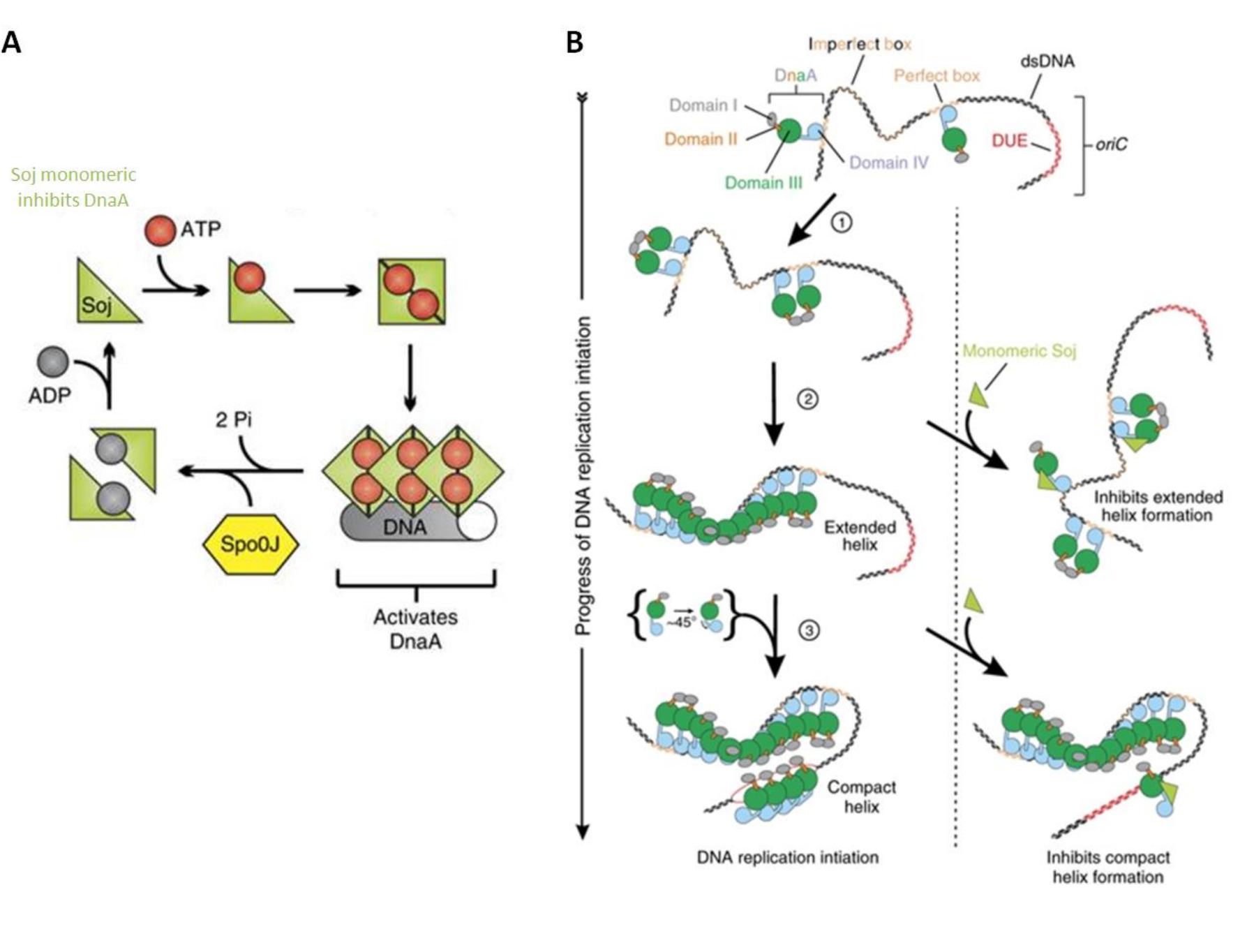 (a) pathway of the soj activity cycle and (b) model of