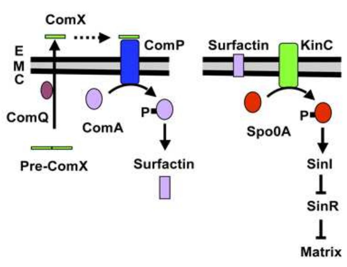Schematic representation of the respective signal