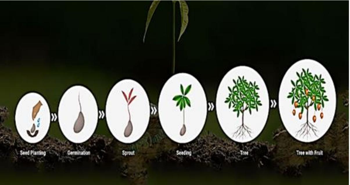 Mango life cycle from seed to tree; our research focussed on